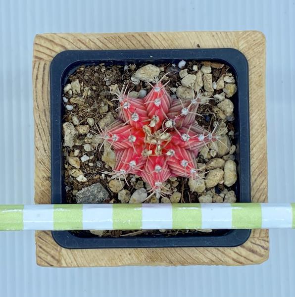 Gymnocalycium variegado 6 - Procactus